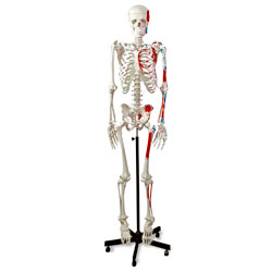 Categories :: All Other :: Nasco Life Size Human Muscular Skeleton ...